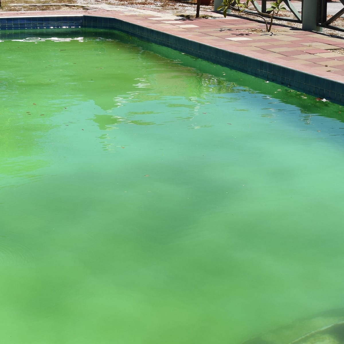 Algae – HTH Pools